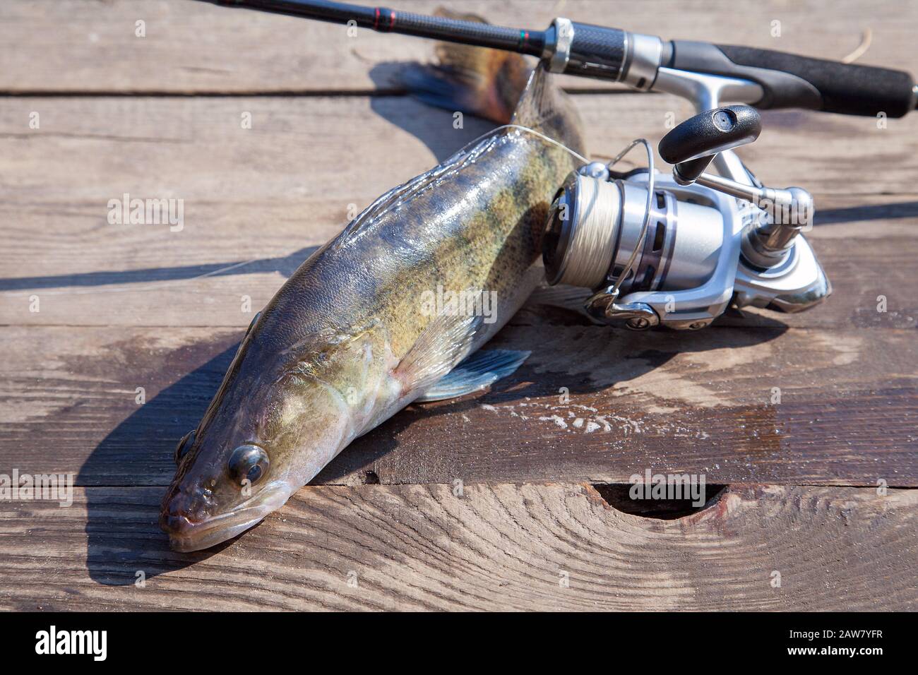 Fishing concept, trophy catch - big freshwater zander fish know as ...