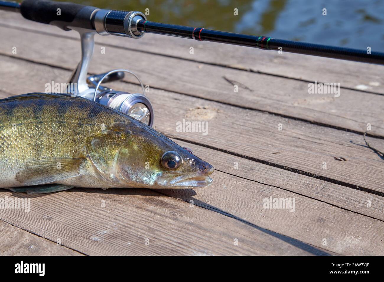 Fishing concept, trophy catch - big freshwater zander fish know as ...
