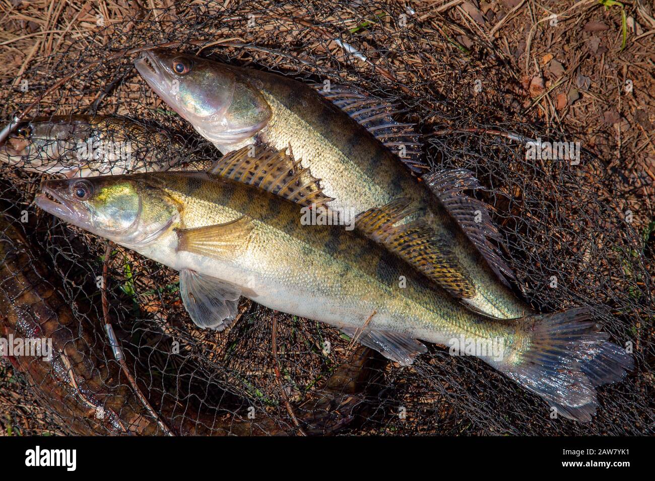 Fishing concept, trophy catch - two big freshwater zander fish know as ...
