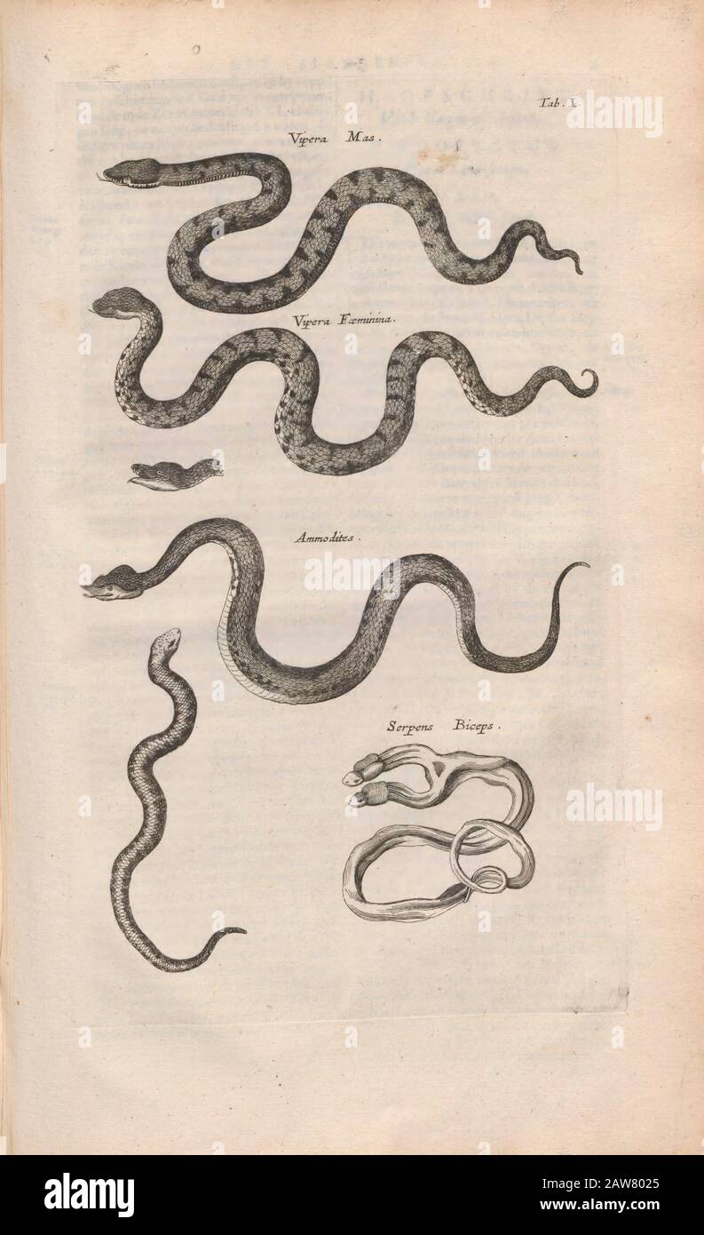 1600s drawing hi-res stock photography and images - Alamy