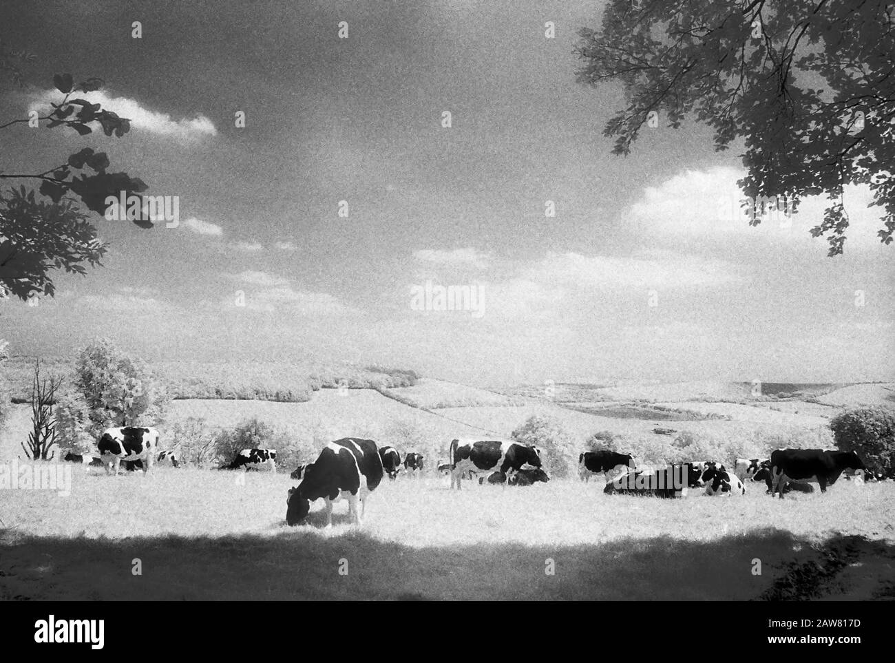 Cows near Old Winchester Hill, Hampshire, England, UK; black and white ...
