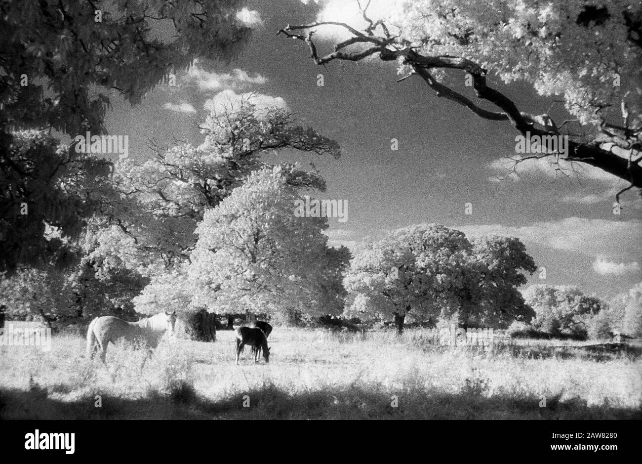 High contrast horse photography Black and White Stock Photos & Images ...