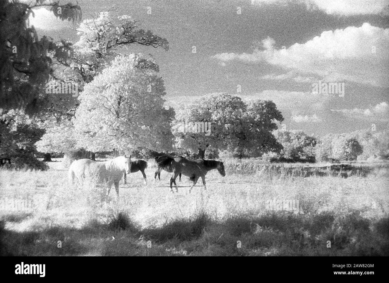 High contrast horse photography Black and White Stock Photos & Images ...