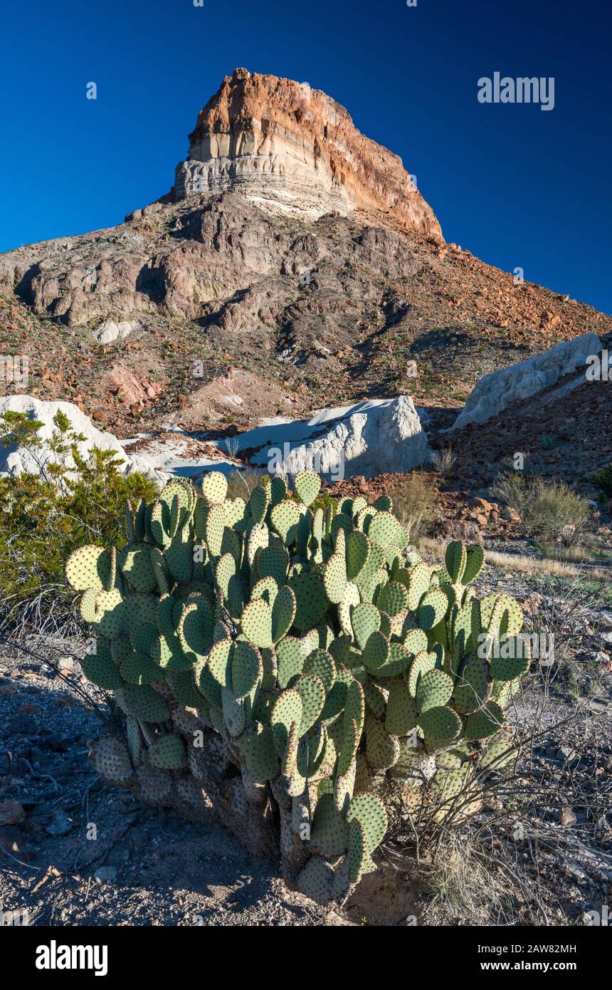 Cerro Castellan aka Castolon Peak volcanic formation, prickly pear ...