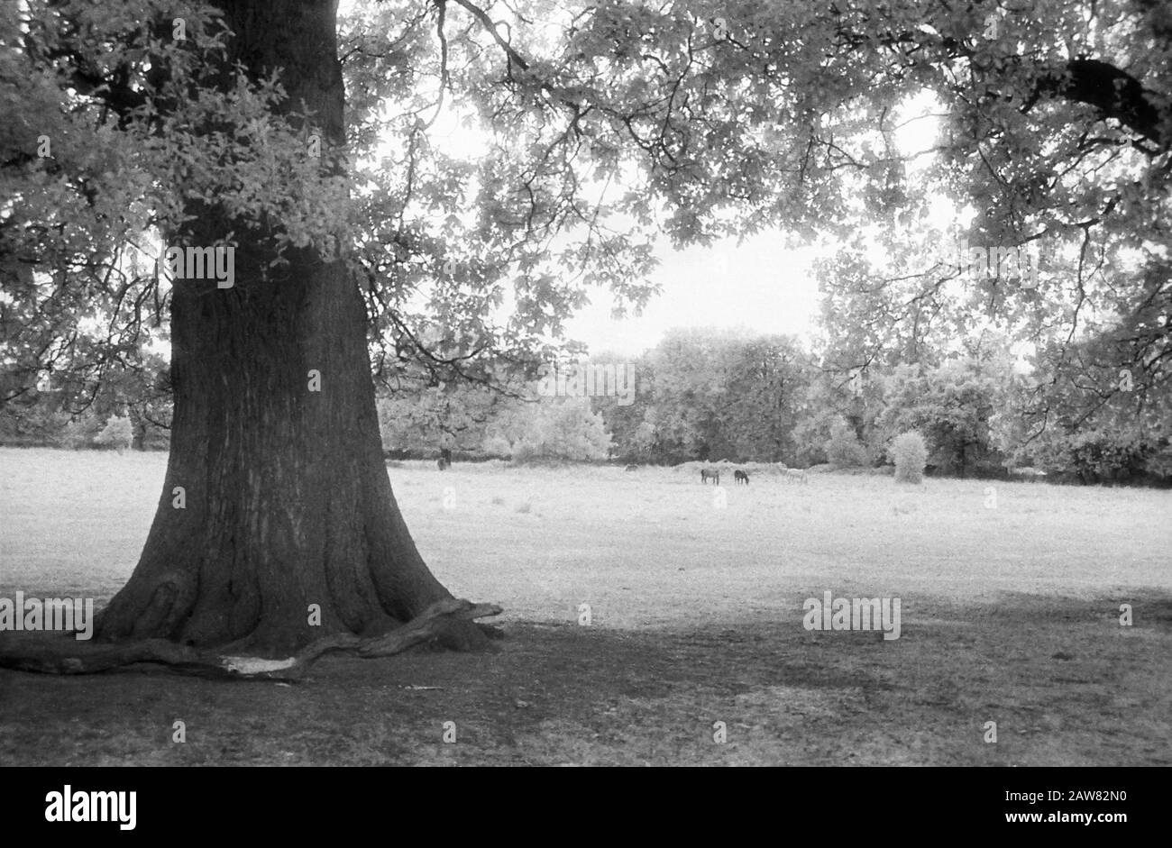 Warsash Common, Hampshire, England, UK: black and white infra-red ...