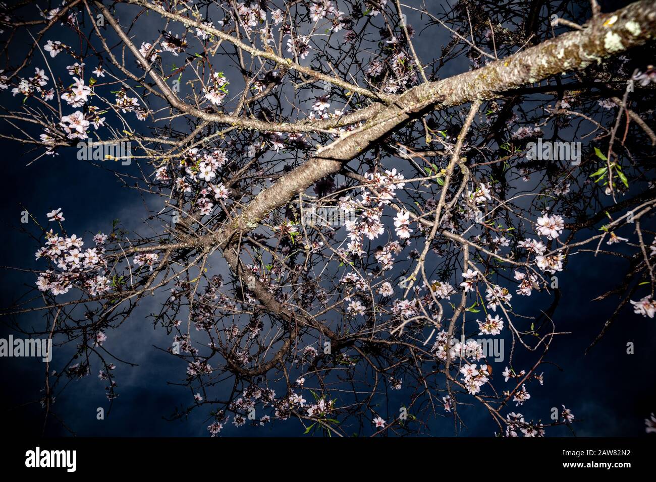 Almond tree flowers Stock Photo - Alamy