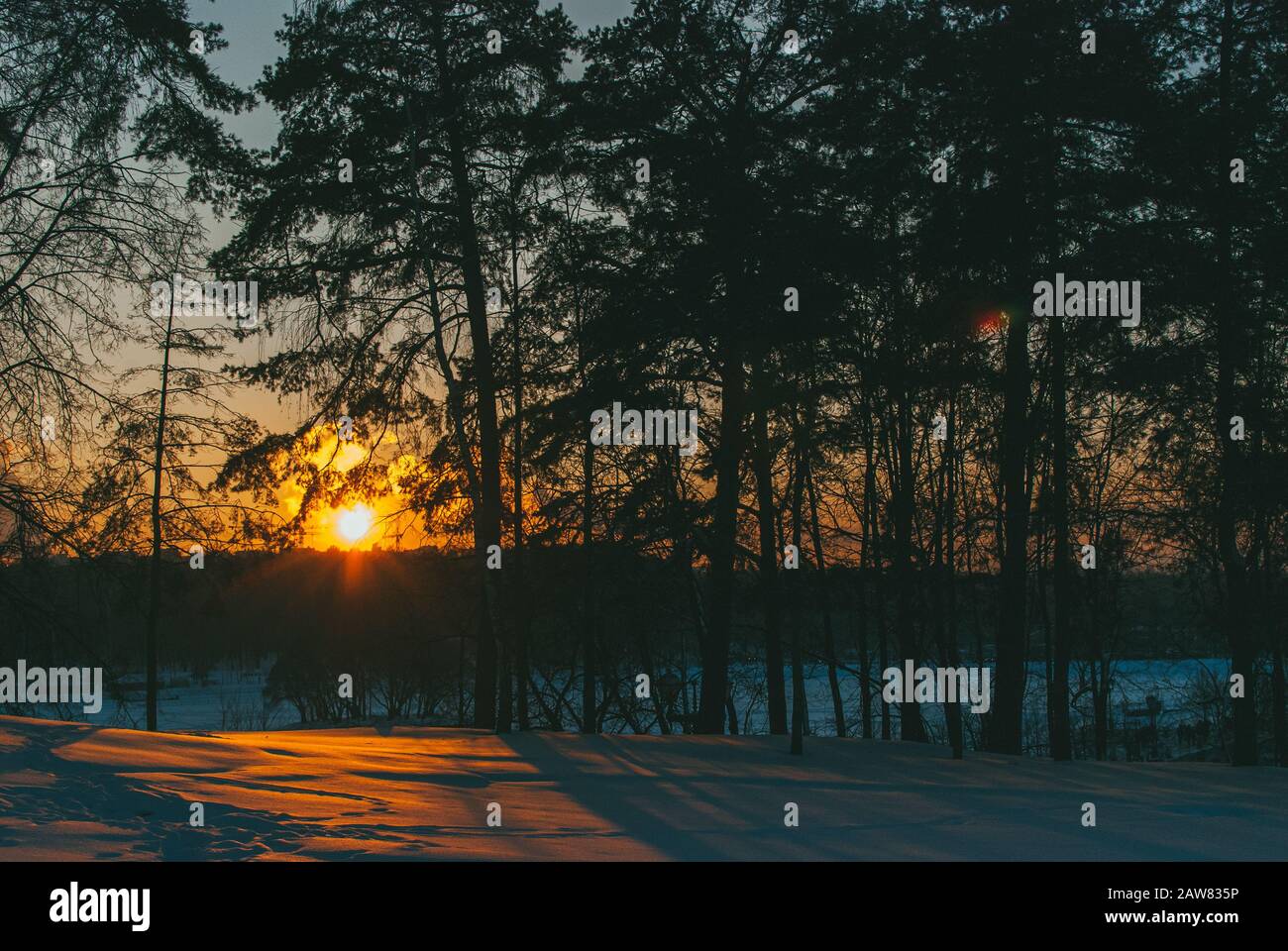 Winter Park landscape with sunset snow and tall pines Stock Photo - Alamy