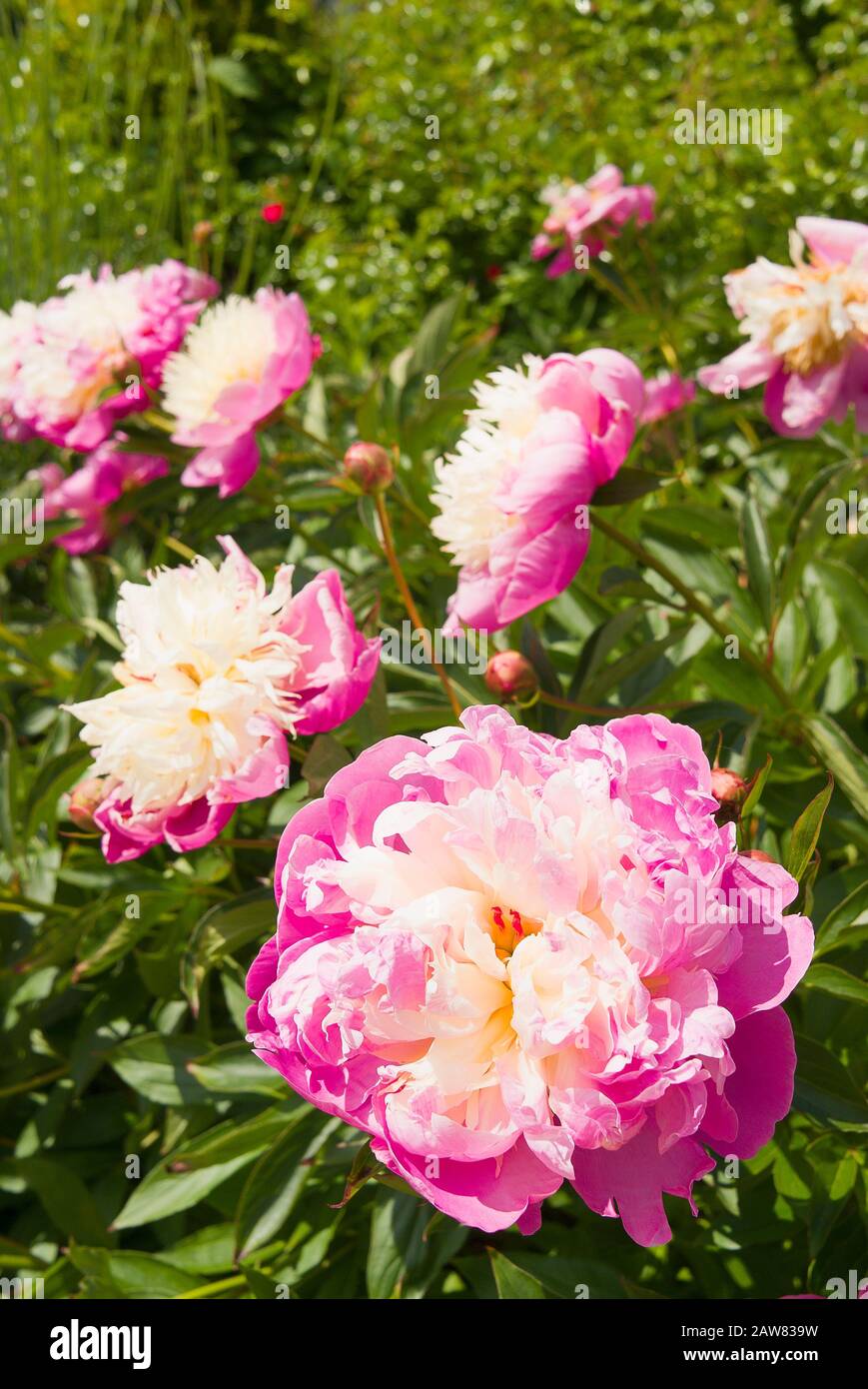 Paeonia lactiflora bowl beauty peonies hi-res stock photography and ...