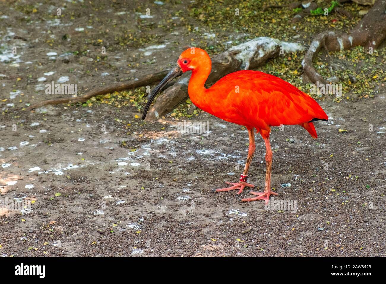 Single Scarlet Ibis - latin Eudocimus ruber - tropical bird natively ...
