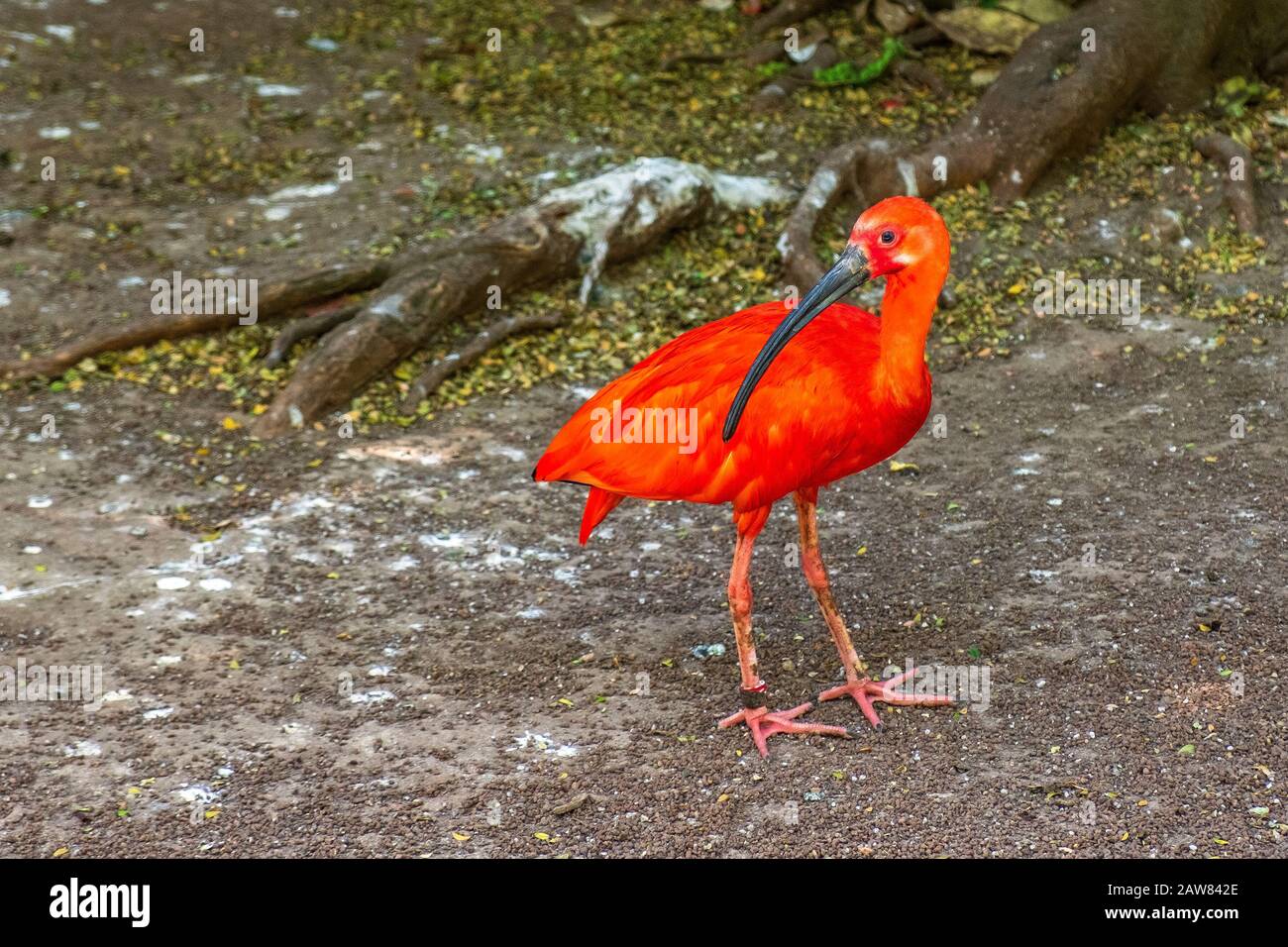 Tropical fauna hi-res stock photography and images - Alamy