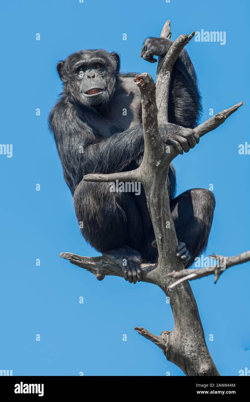 chimp sitting on a branch of a tree Stock Photo - Alamy