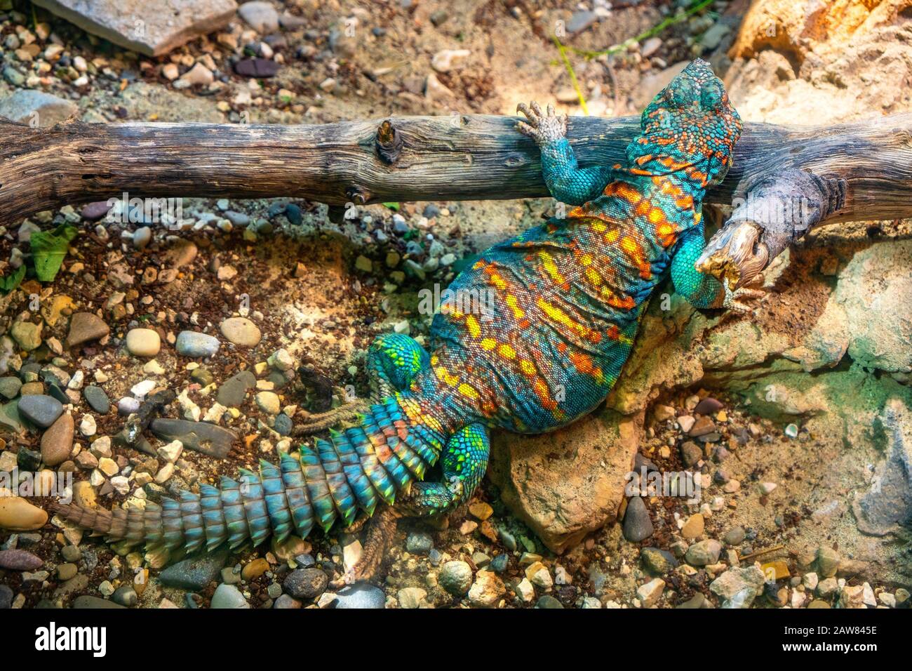 Ornate mastigure uromastyx ornata hi-res stock photography and images ...