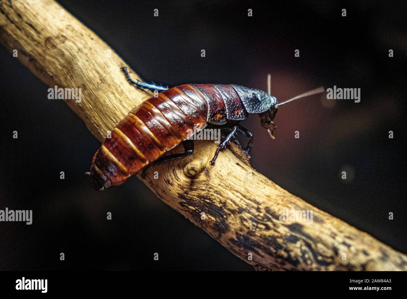 Single Madagascar Hissing Cockroach - latin Gromphadrohina portentosa ...