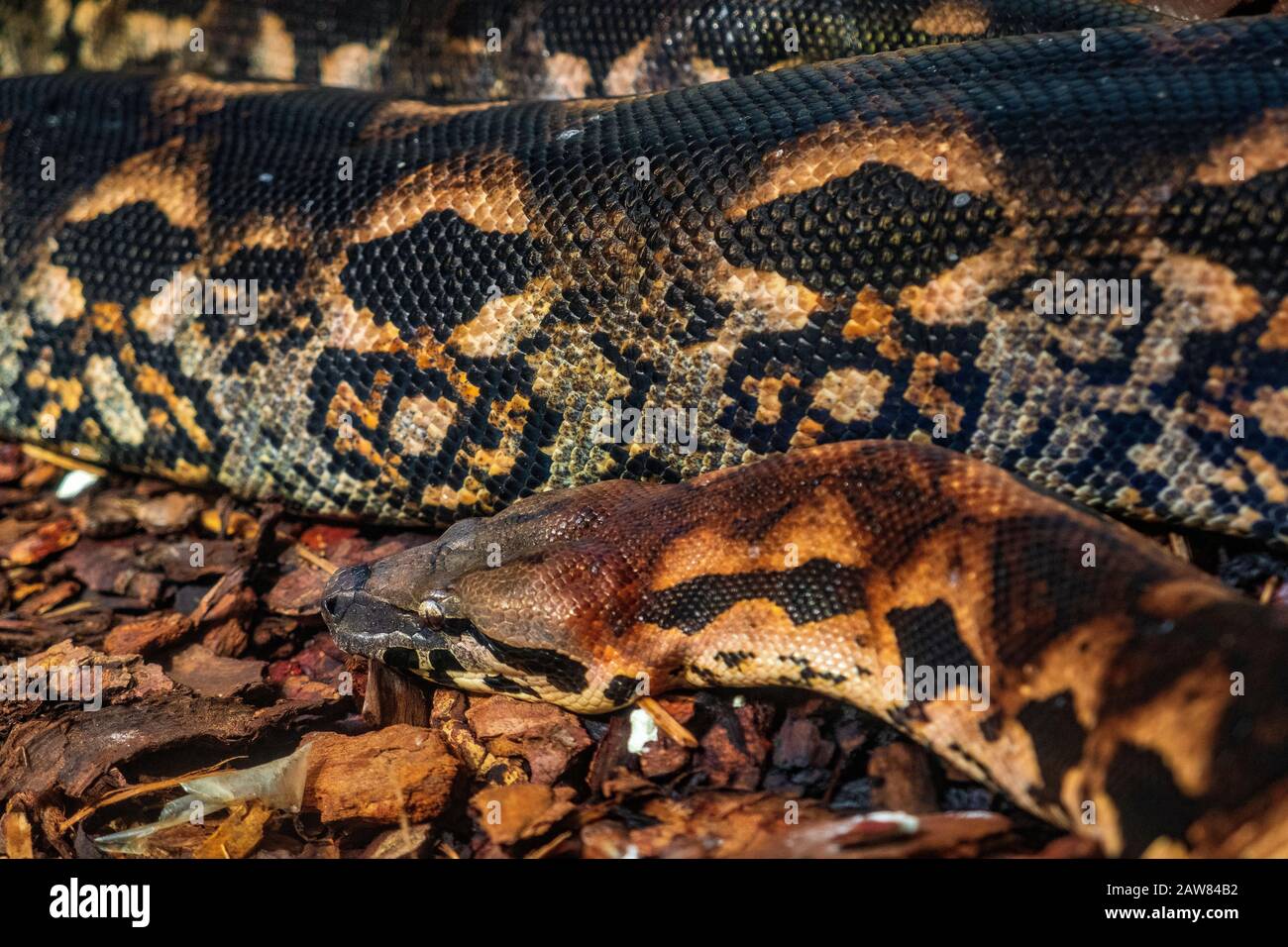Single Malagasy Ground Boa - latin Acrantophis madagascariensis ...
