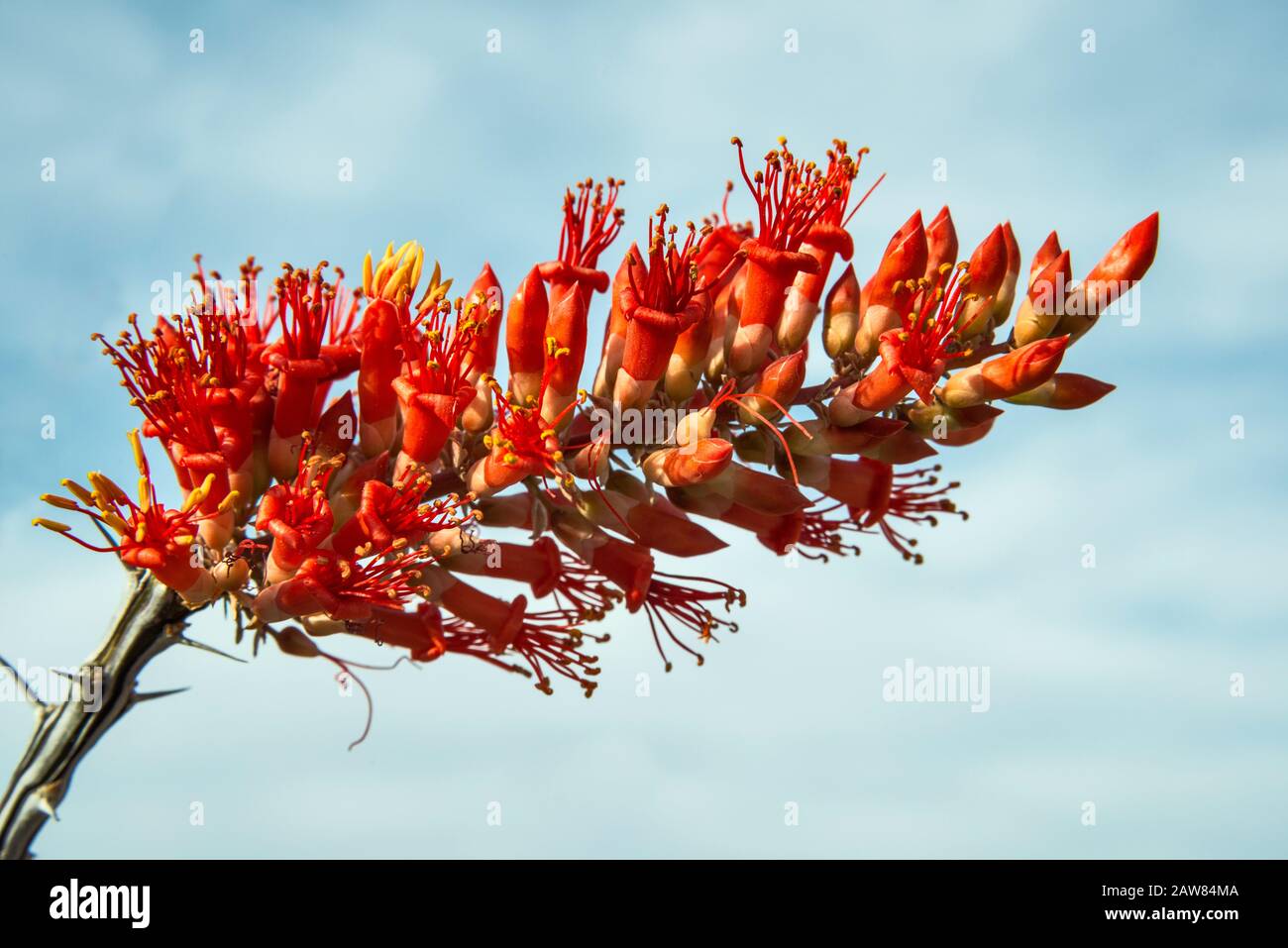 Ocotillo blooming in Chihuahuan Desert, Big Bend National Park, Texas ...