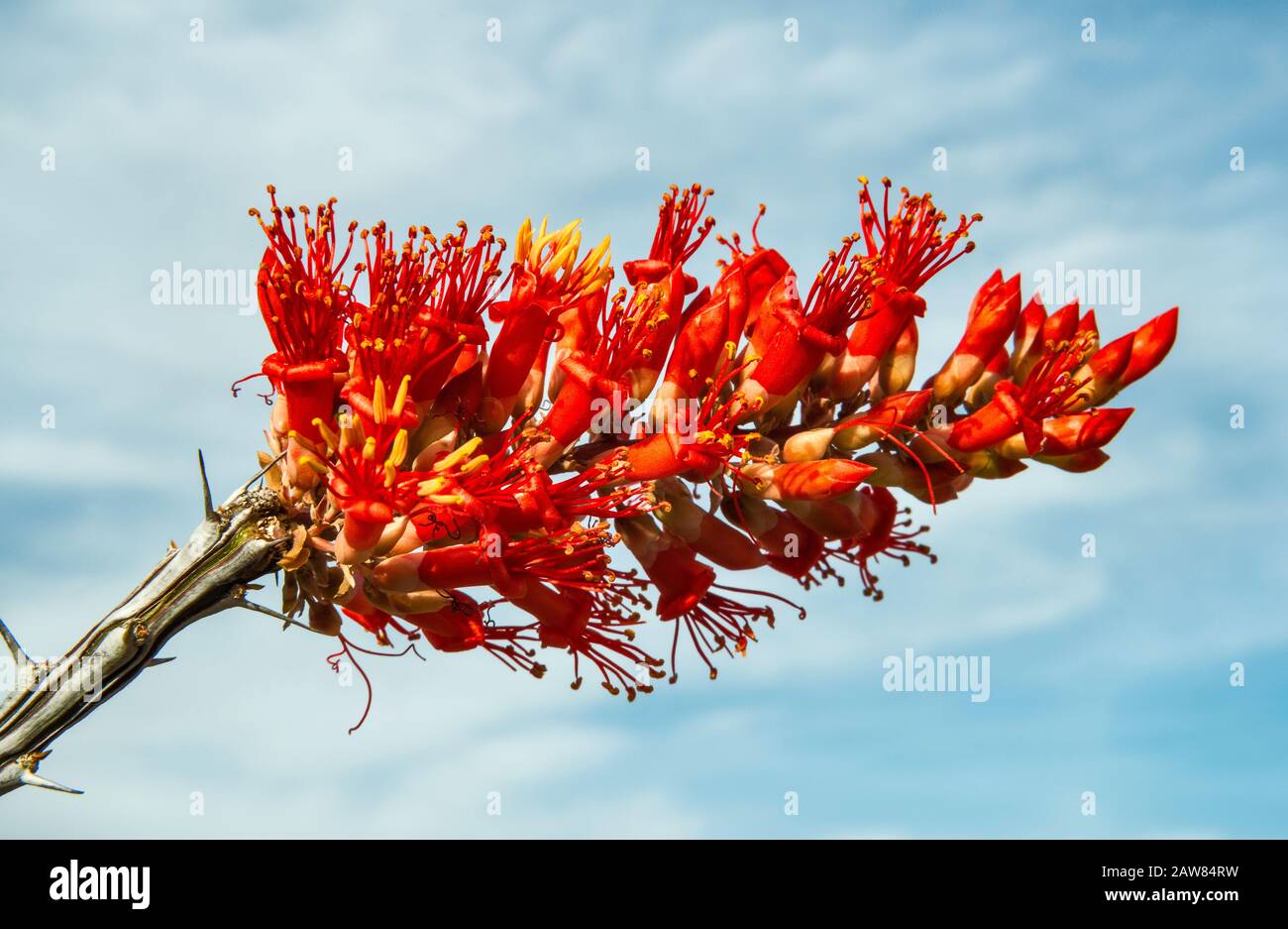 Ocotillo blooming in Chihuahuan Desert, Big Bend National Park, Texas ...