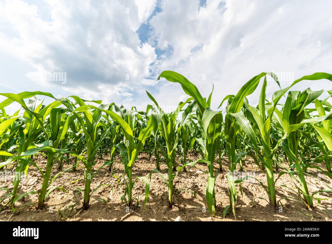 Corn field in a sun Stock Photo - Alamy