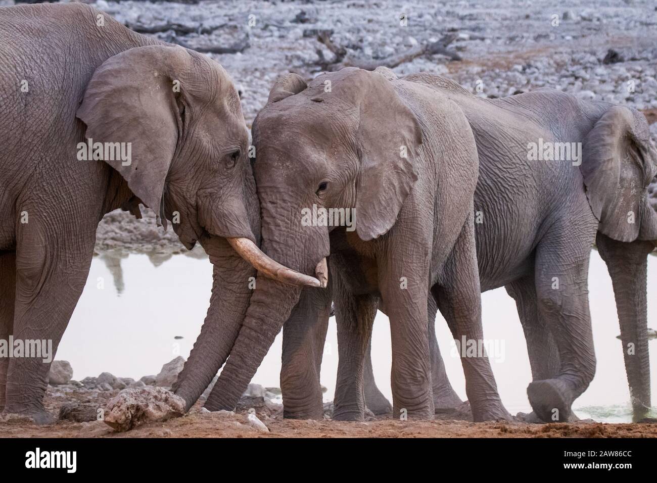 Elephants touching each other gently hi-res stock photography and ...