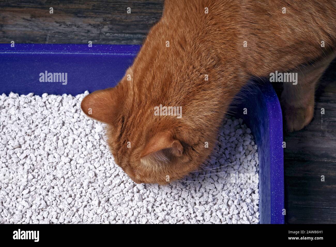 Close up of a tabby cat going into a blue litter box Stock Photo - Alamy