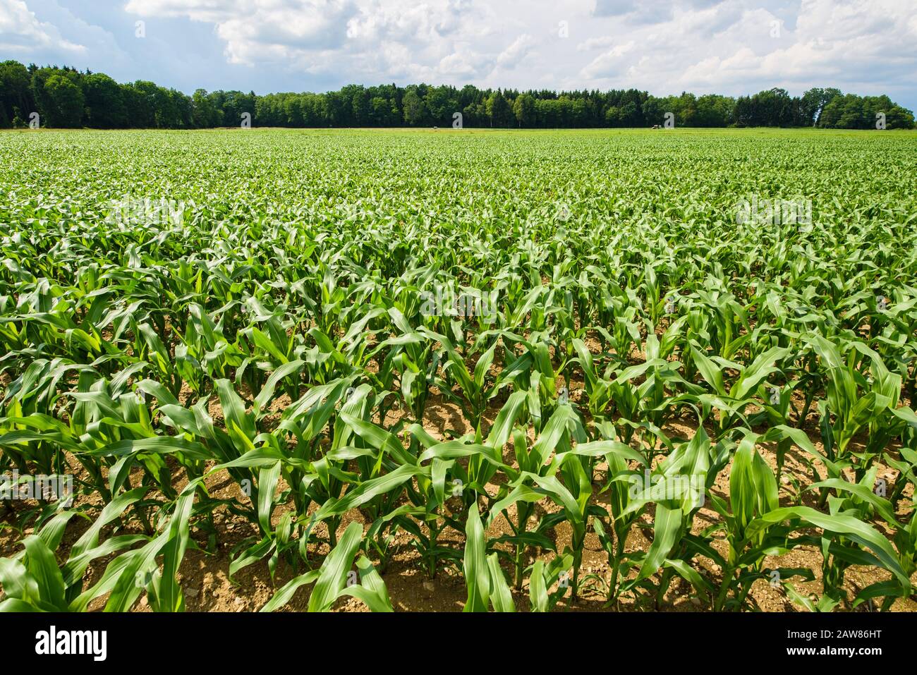 Corn field in a sun Stock Photo - Alamy
