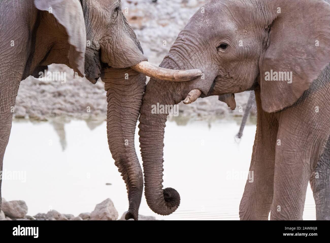 Elephants trunk touch touching hi-res stock photography and images - Alamy