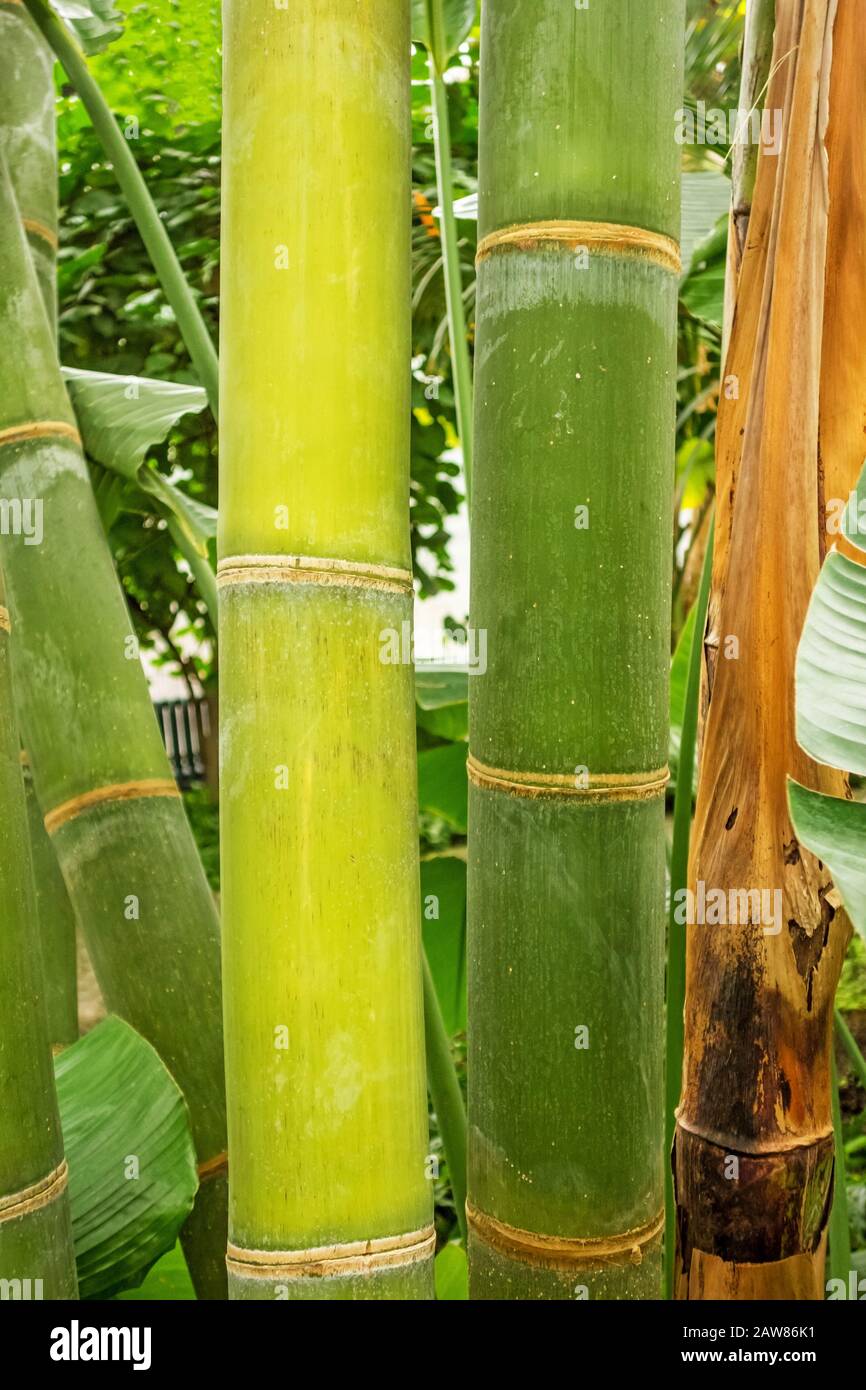 Bamboo sprouts hi-res stock photography and images - Alamy