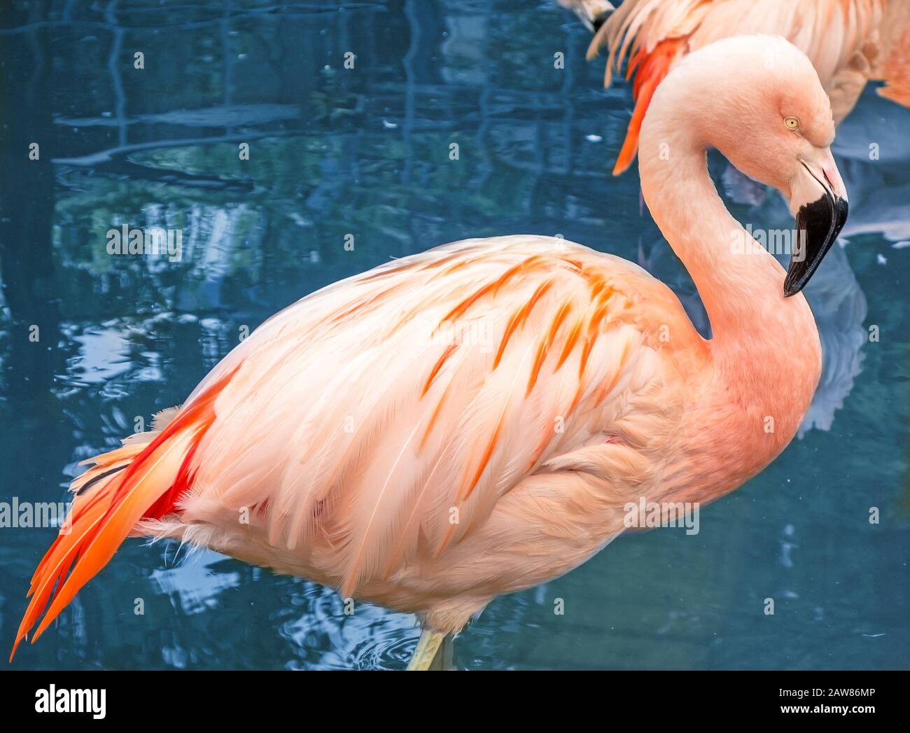 Flamingo standing on one foot hi-res stock photography and images - Alamy