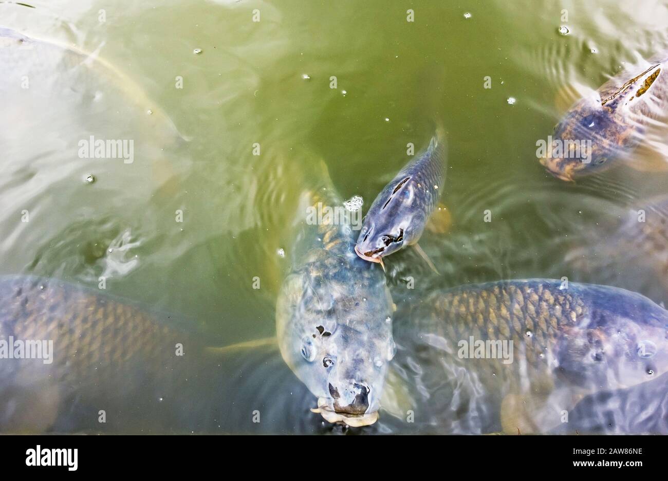 carp swimming in lake Stock Photo - Alamy