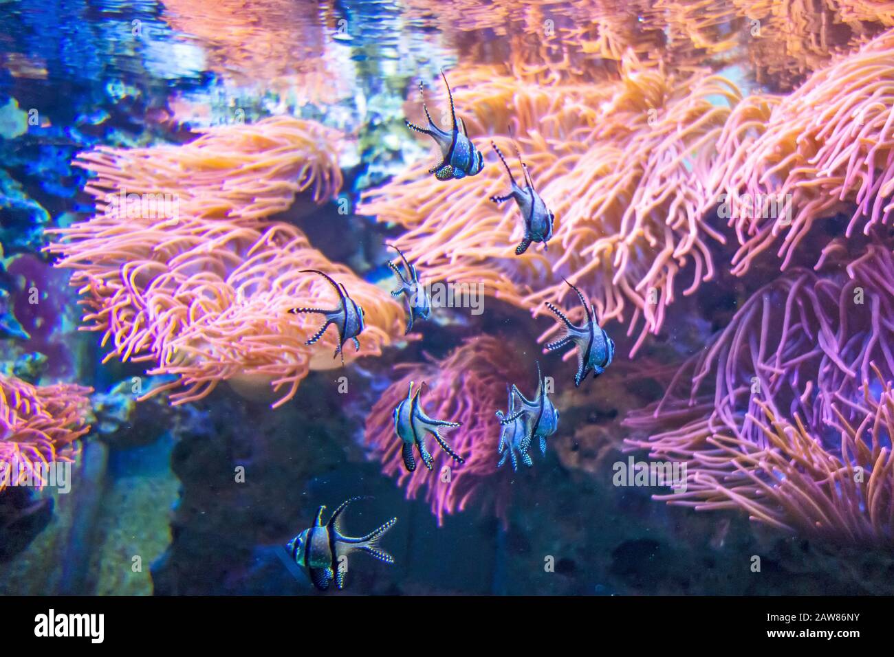 colorful fish swimming under water Stock Photo - Alamy