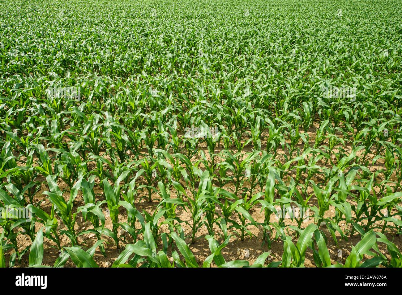 Corn field in a sun Stock Photo - Alamy