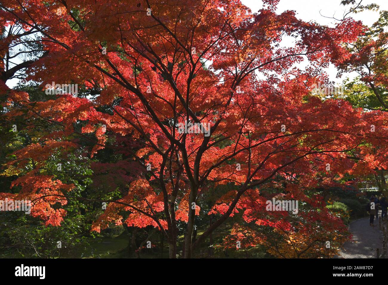 Sogen pond garden of Tenryu ji in Kyoto, Japan Stock Photo - Alamy