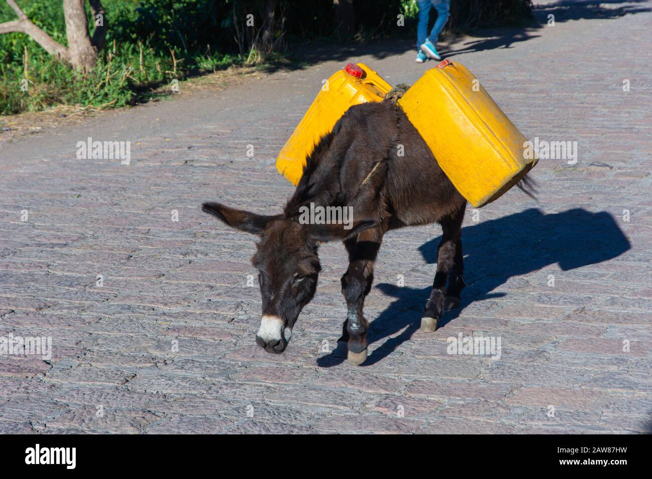 Donkey carrying water hi-res stock photography and images - Alamy