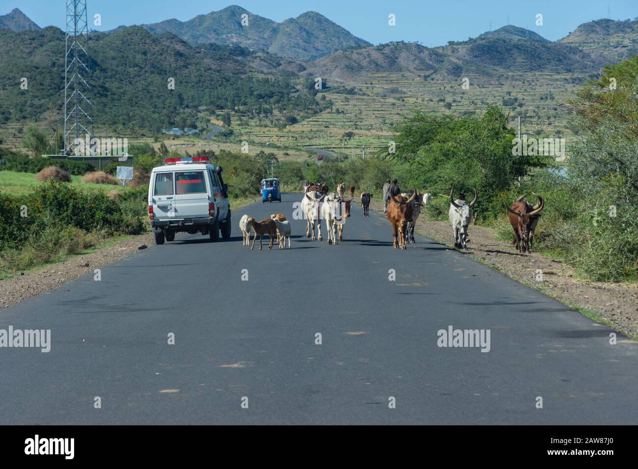 Cattle and goats hi-res stock photography and images - Alamy