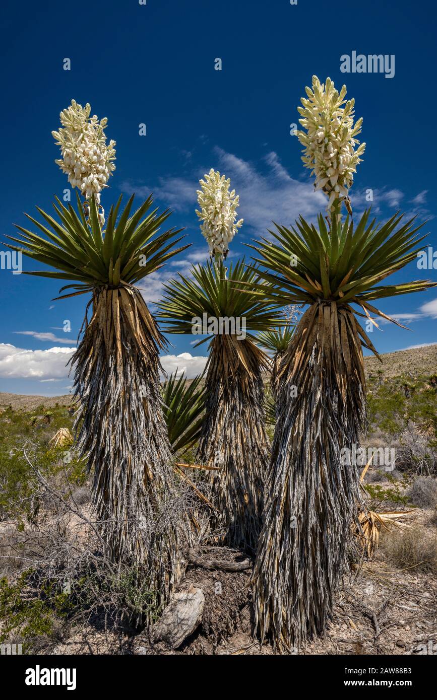 Blooming giant dagger yuccas in Dagger Flat area, Chihuahuan Desert ...