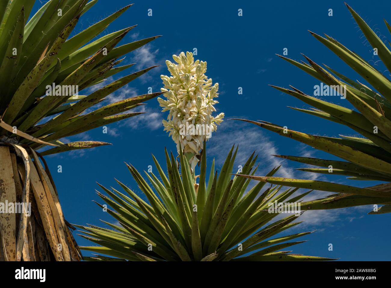 Blooming giant dagger yucca in Dagger Flat area, Chihuahuan Desert, Big ...