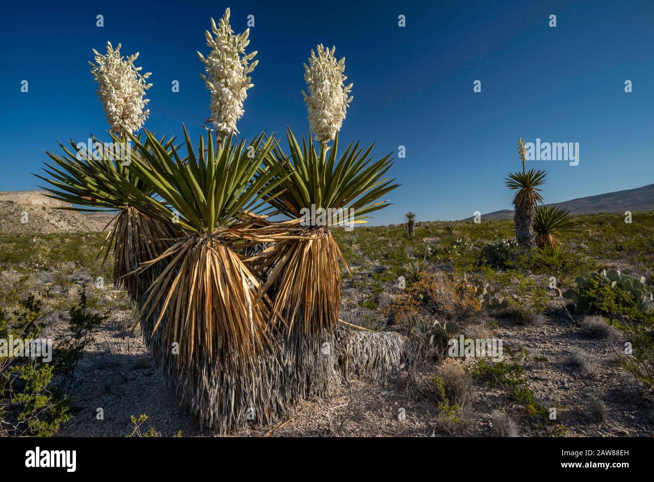 Blooming giant dagger yuccas in Dagger Flat area, Chihuahuan Desert ...