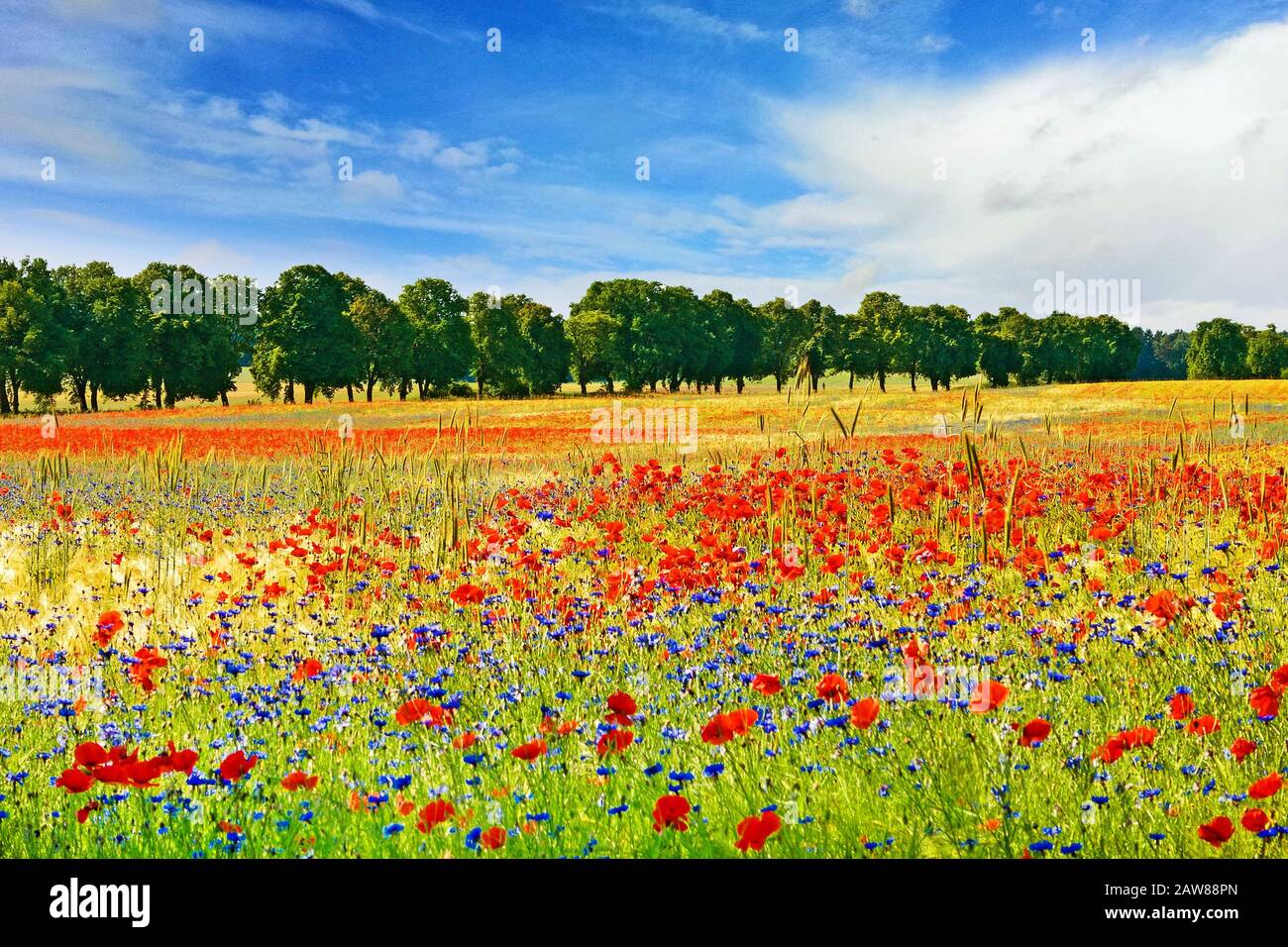 Field with red poppies, tree alley in the background, blue sky Stock ...