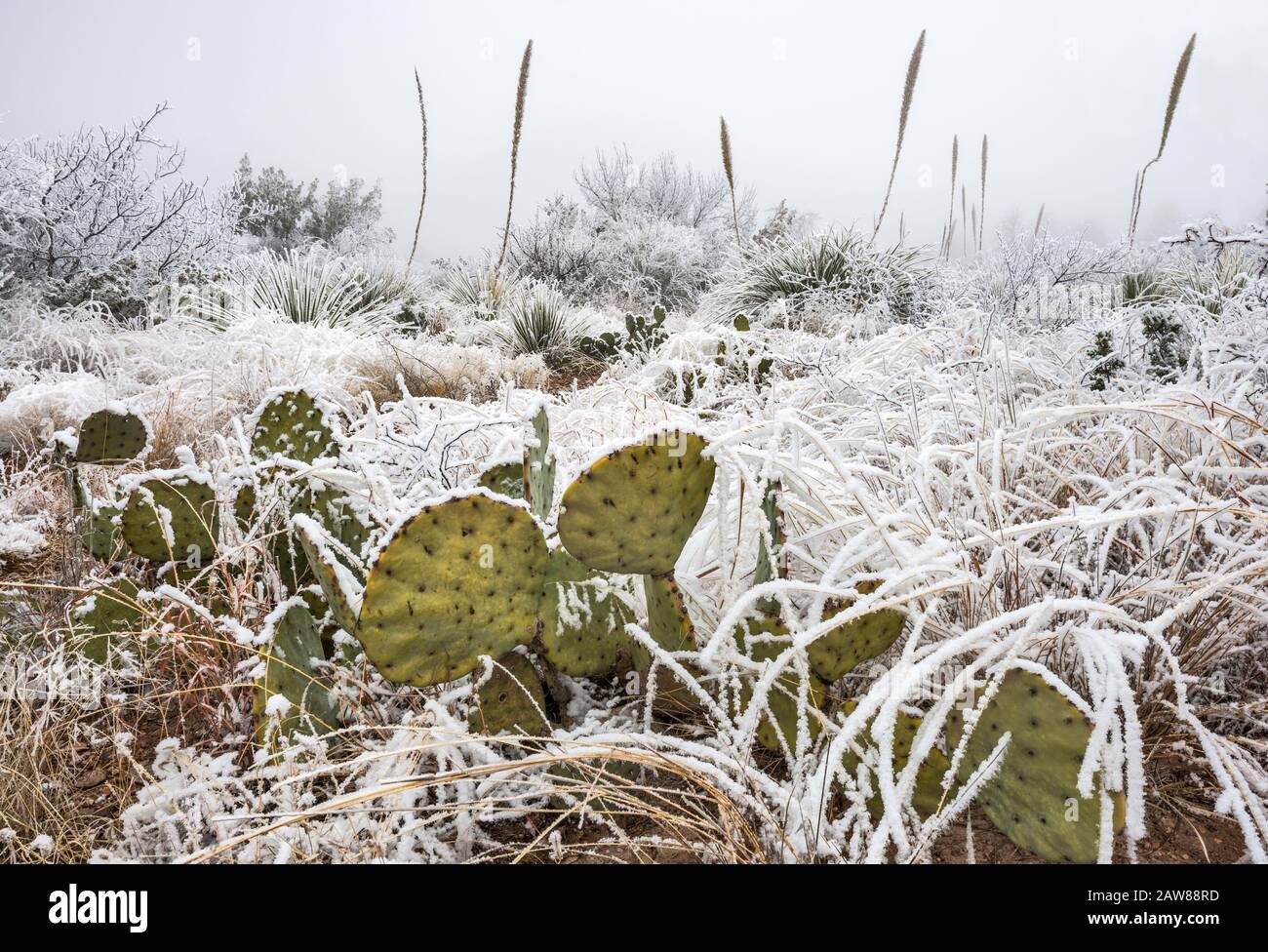 Frozen fog aka atmospheric icing on prickly pear cacti and sotol plants ...