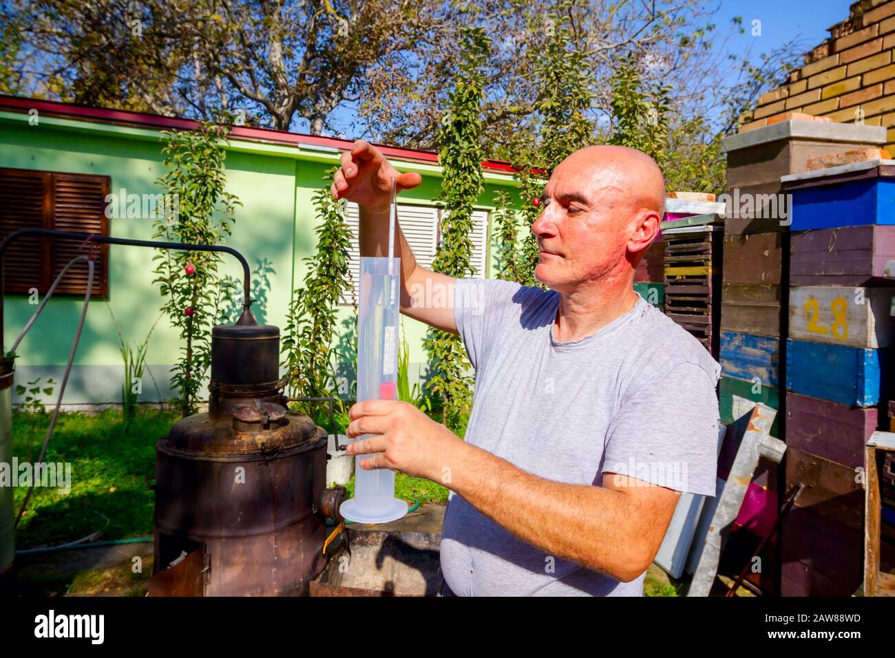 Man is using glass alcoholmeter for determining the amount ...