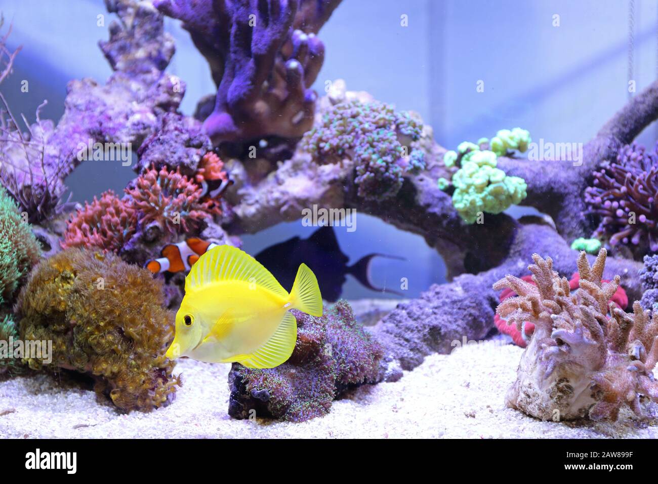 Yellow Tang Fish at Coral Reef Tank Underwater Aquarium Stock Photo - Alamy