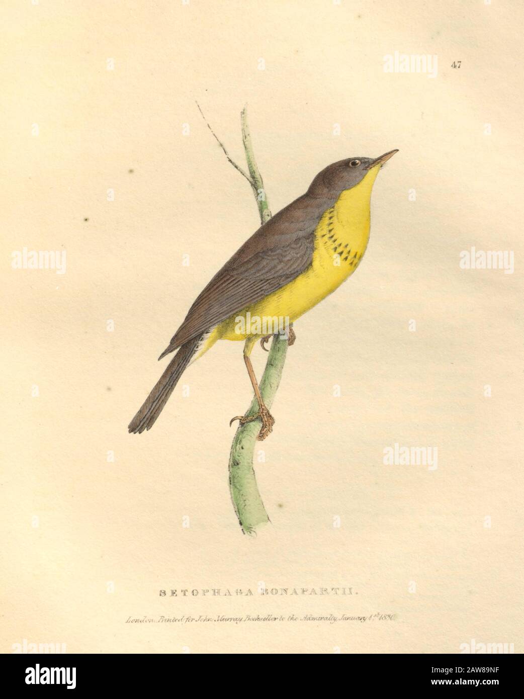 Setophaga bonapartii color plate of North American birds from Fauna ...