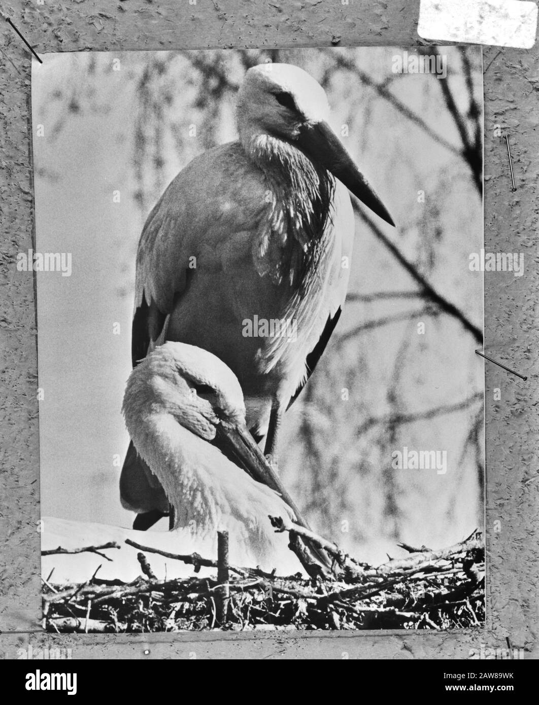 Storks location Black and White Stock Photos & Images - Alamy