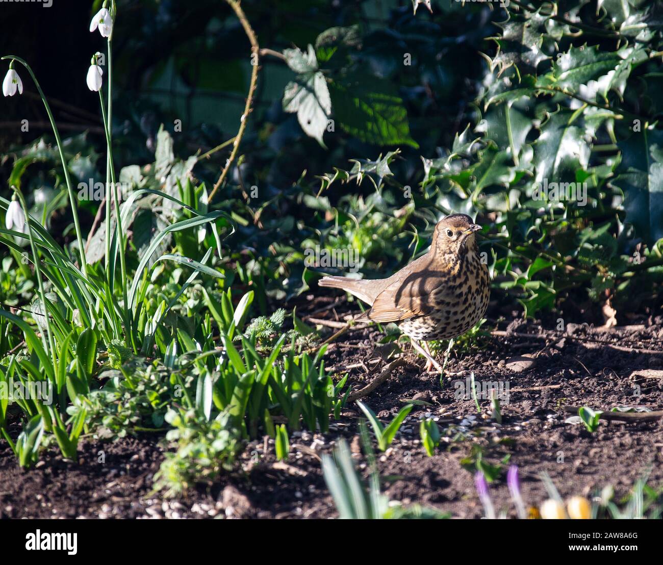 A Beautiful Song Thrush Looking for Food in a Garden in Alsager ...