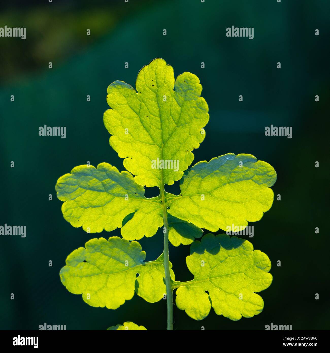 Celandine plant leaf in sunlight on a dark background. Green carved ...