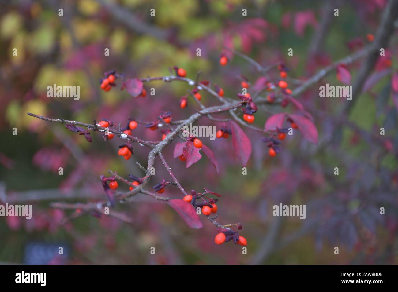 Beautiful trees and plants are decorated in Koko-En garden near Himeji ...