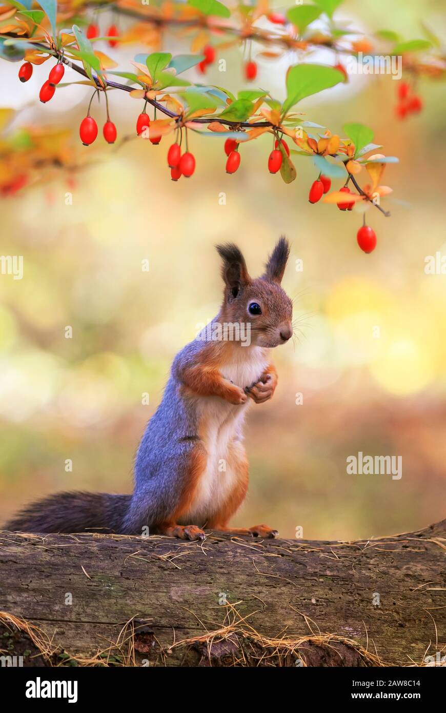 cute portrait with a beautiful fluffy red squirrel sitting in an autumn ...