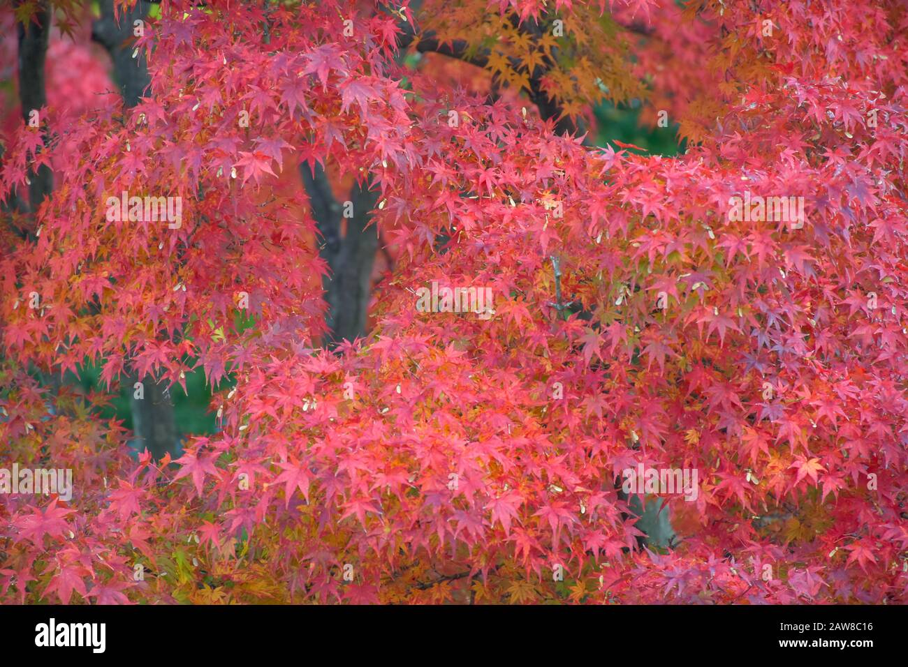 Beautiful trees and plants are decorated in Koko-En garden near Himeji ...