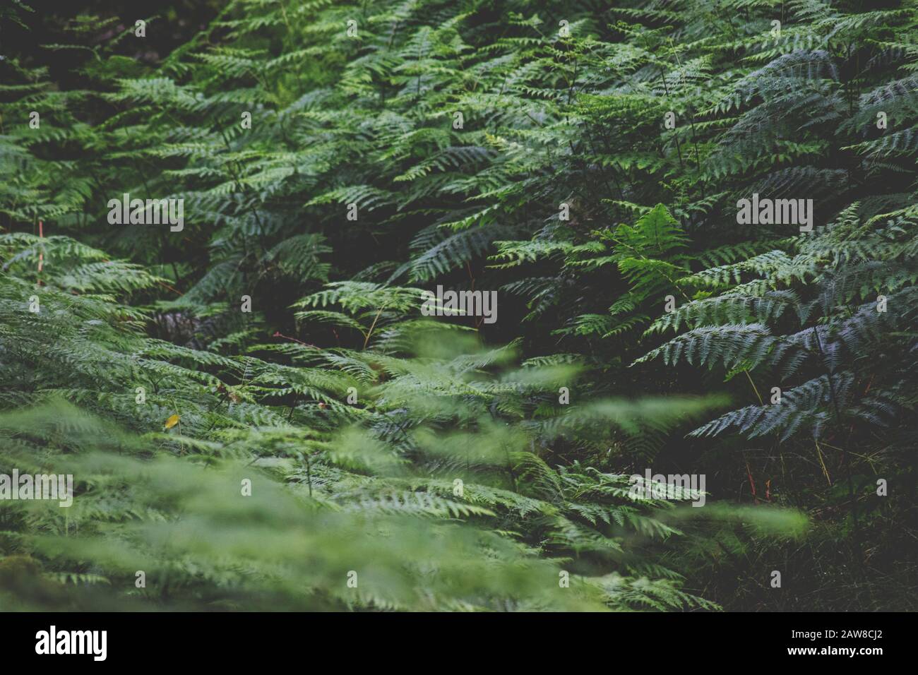Scotland Scottish Highlands Fern Ferns Green High Resolution Stock ...