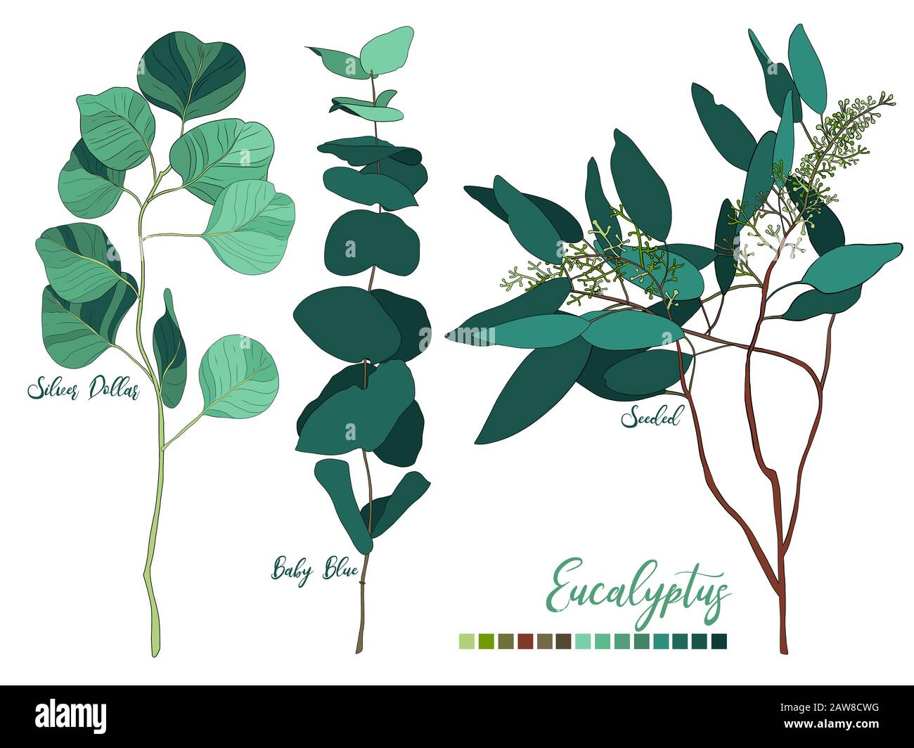 Eucalyptus foliage elements set, collection. decorative beautiful cute ...