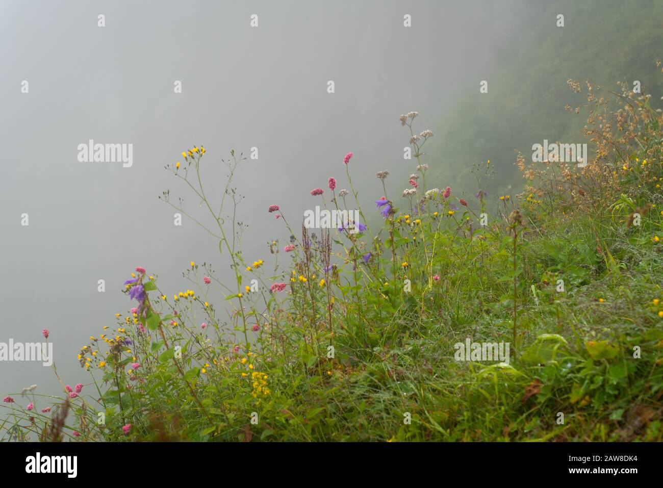 Wild flowers with dew drops, Haldizen and Karaster in Trabzon Black Sea ...